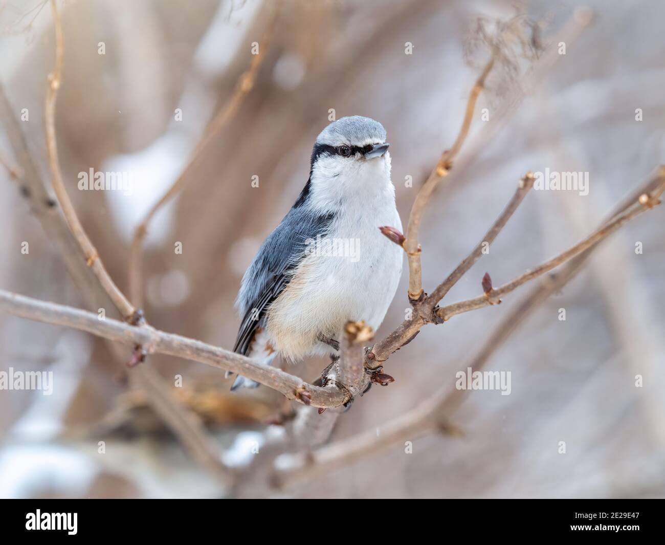 Eurasian nuthatch or wood nuthatch, lat. Sitta europaea, sitting on a ...