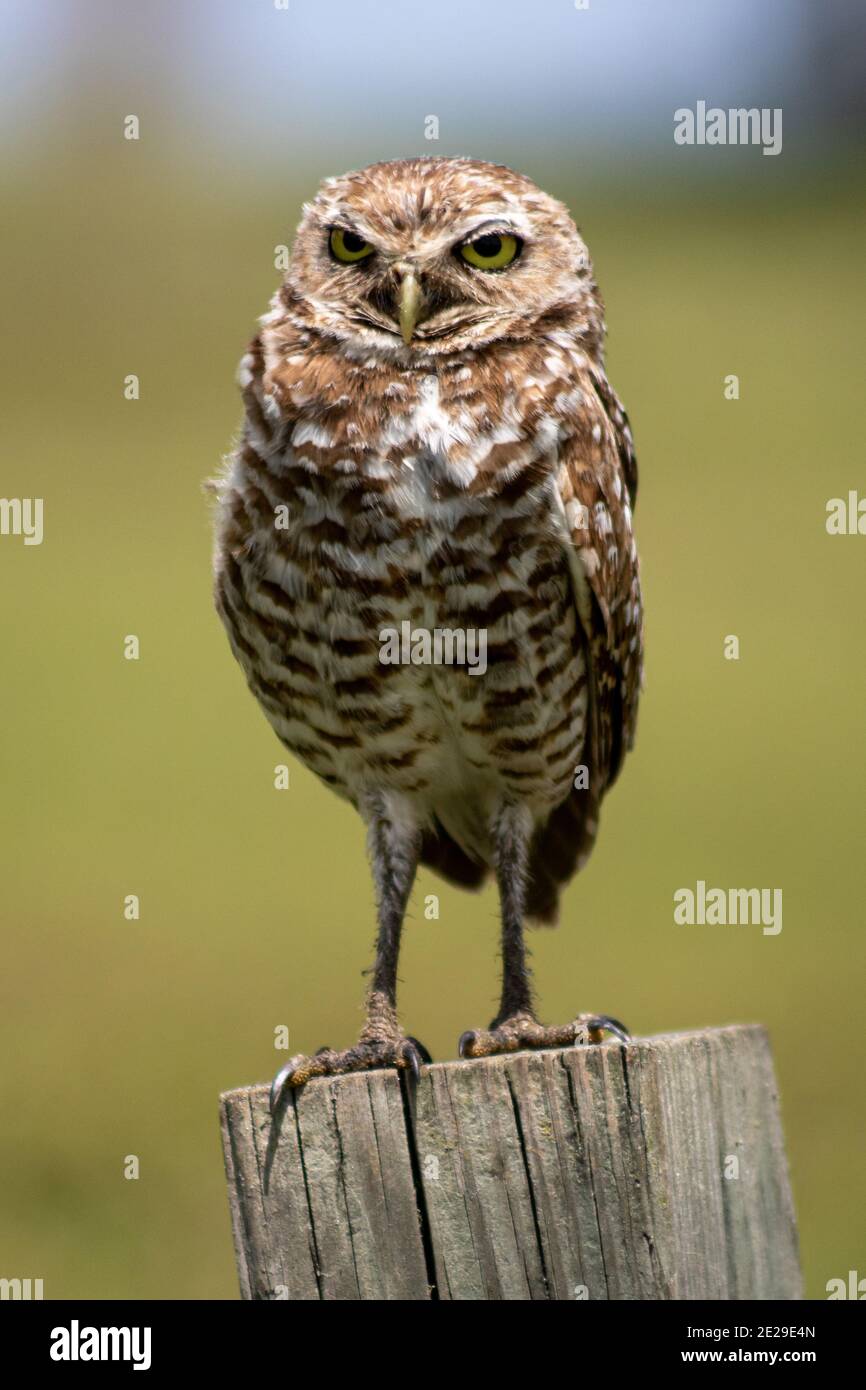 Burrowing owl standing in burrow hi-res stock photography and images ...