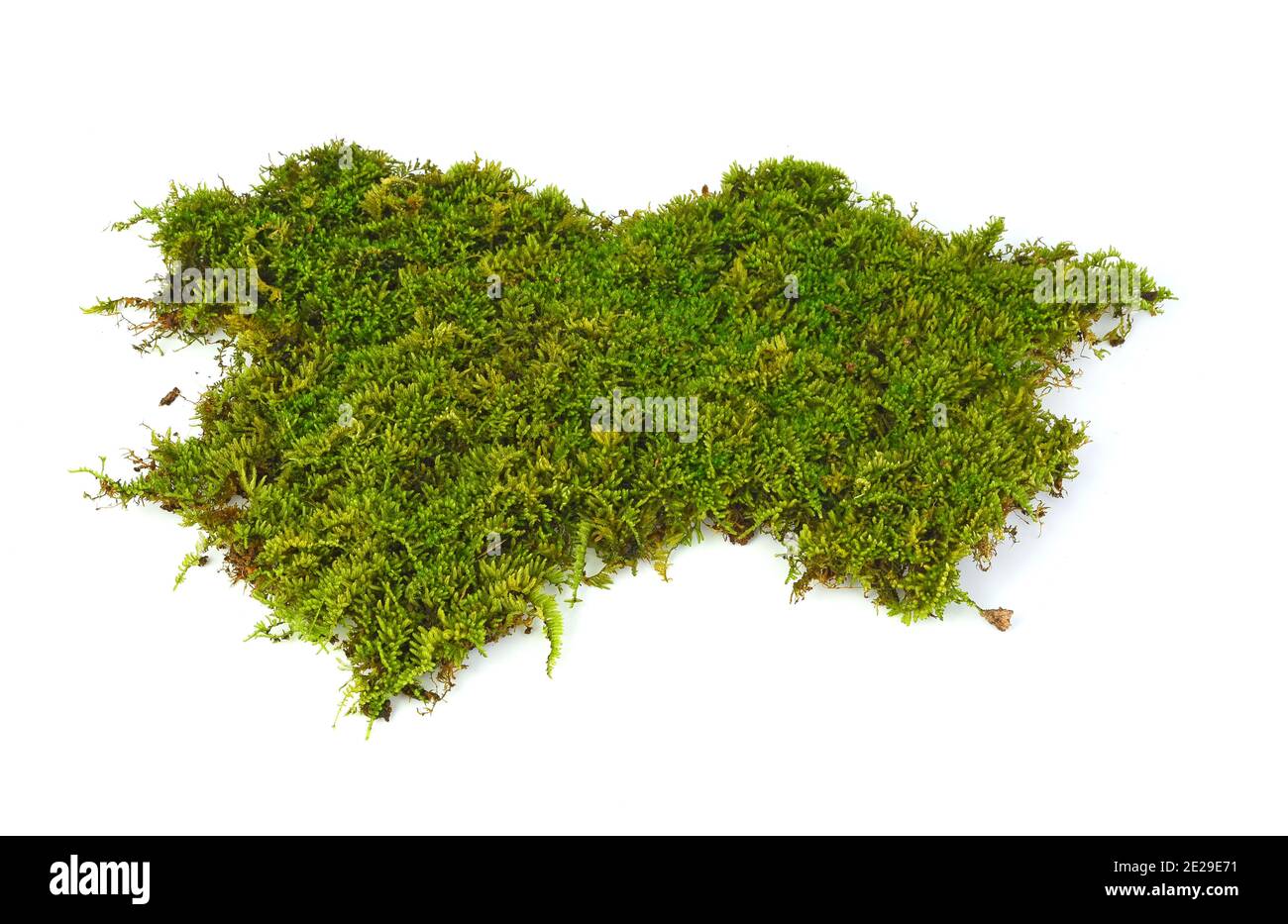 Rare red fungus Cut Out Stock Images & Pictures - Alamy