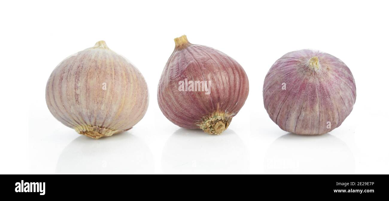 Single Bulb form of Elephant Garlic on white background Stock Photo - Alamy