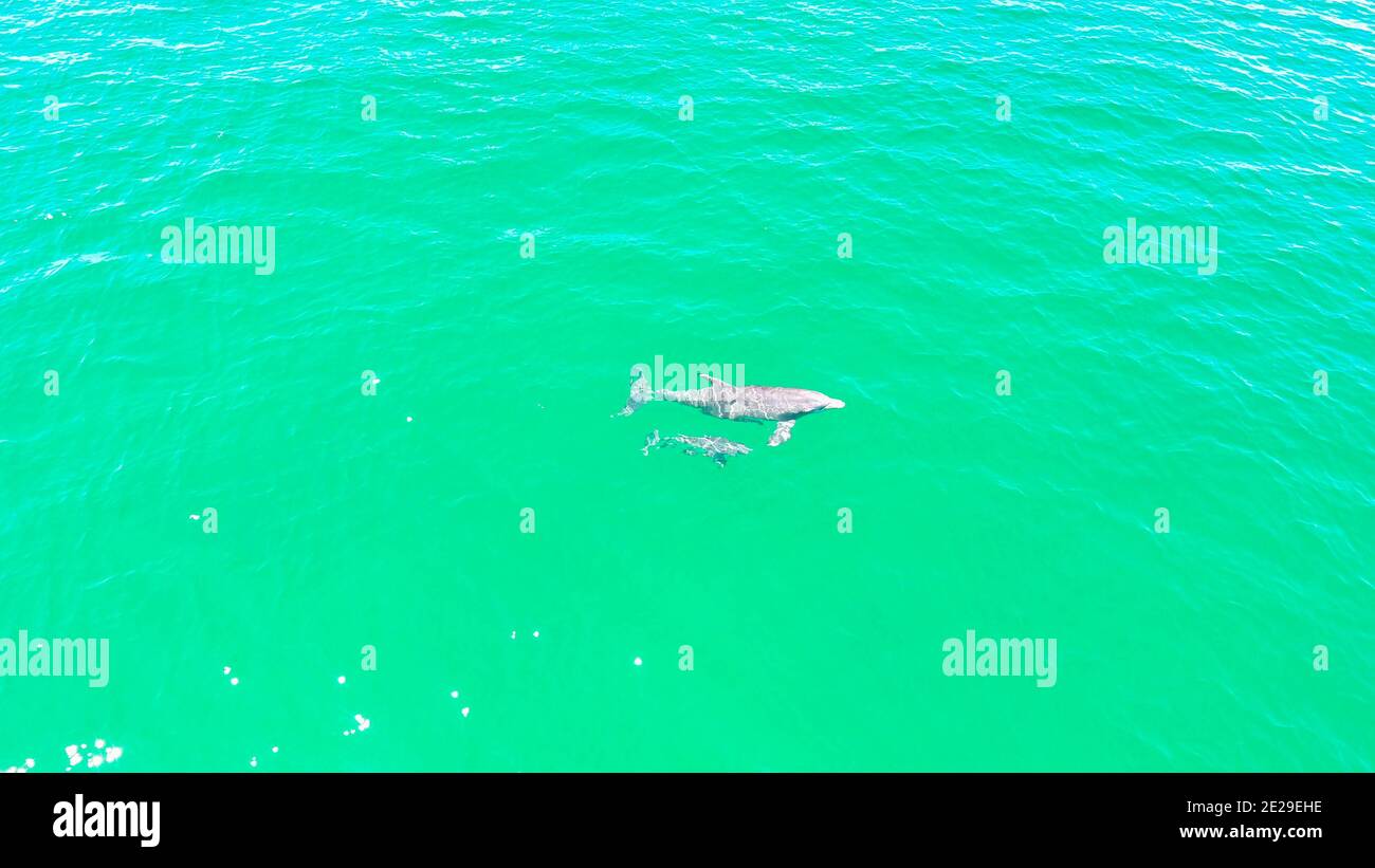 Aerial view of dolphins hi-res stock photography and images - Alamy