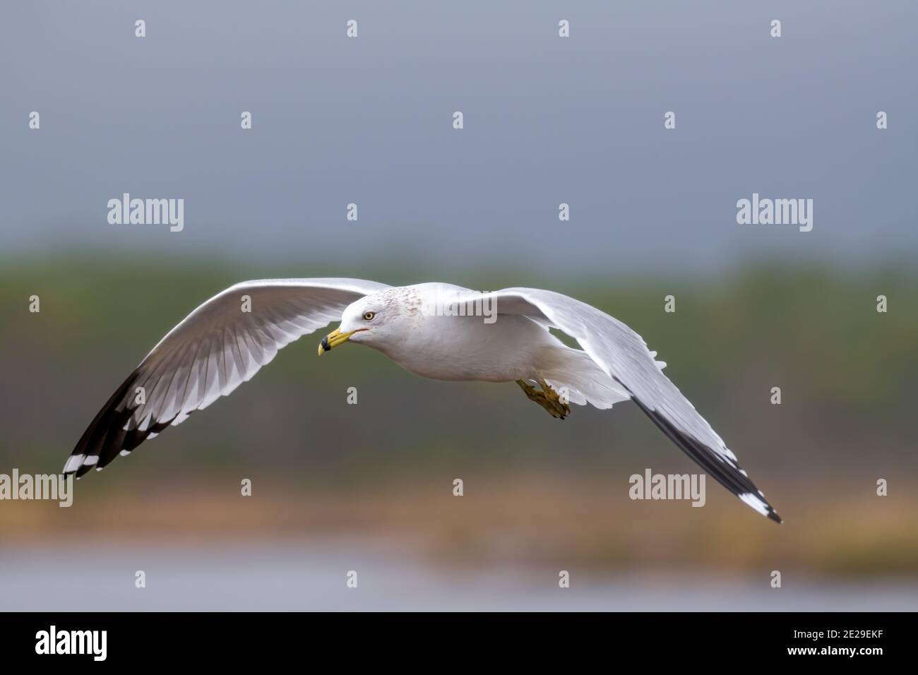 Seagull in flight wings flapping down Stock Photo - Alamy