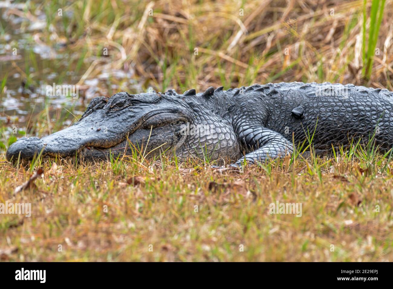 Large alligator hi-res stock photography and images - Alamy