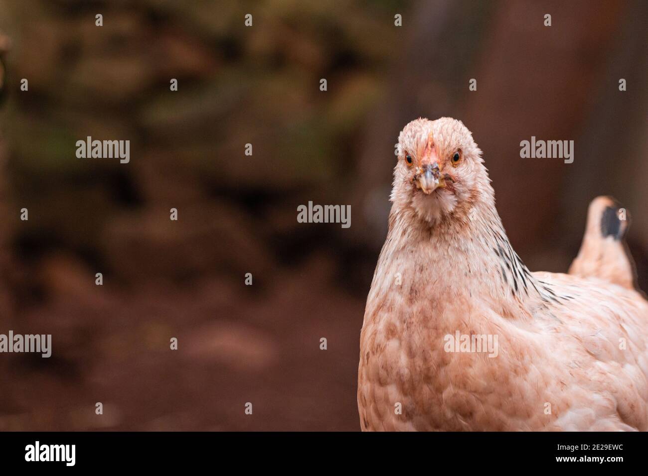 Shot little hen in hi-res stock photography and images - Alamy