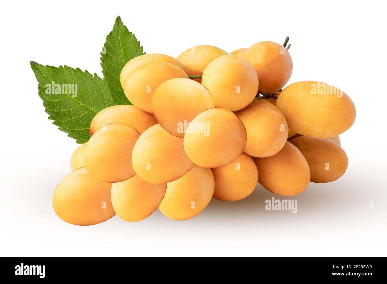 Thai Plango, Plum Mango, Mayongchid, Maprang or Sweet Yellow Marian ...