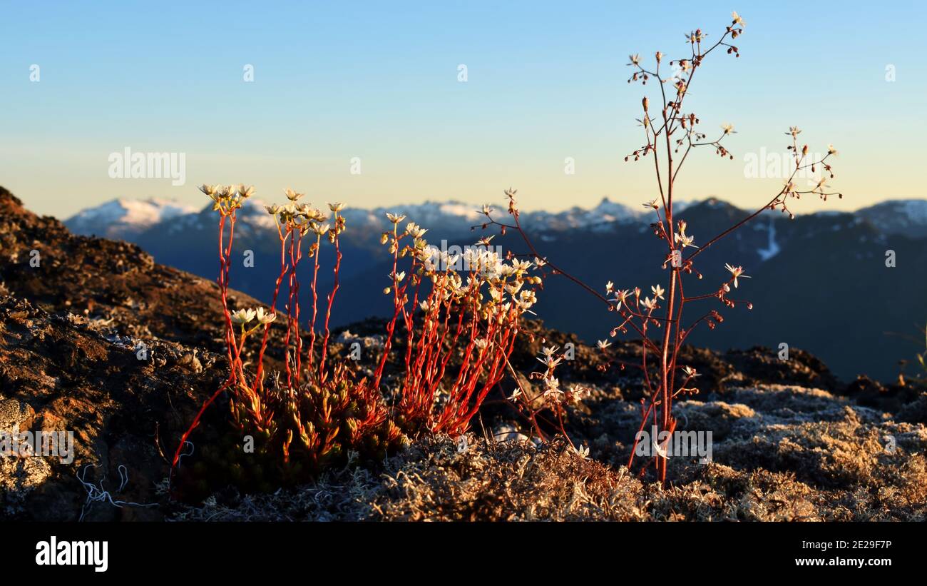 Buttle Lake, Strathcona Provincial Park, Vancouver Island Stock Photo ...