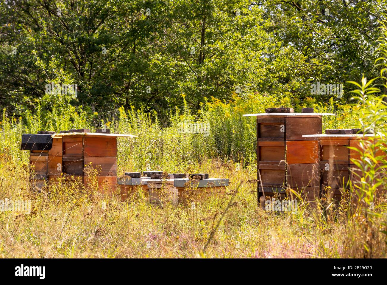 Beekeeping edge forest hi-res stock photography and images - Alamy