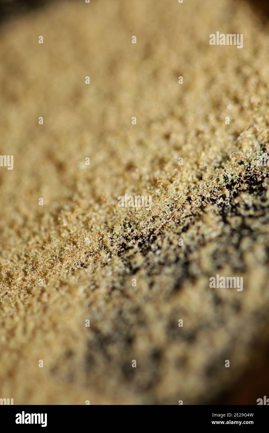 Pure cannabis crystals close up medical greinder thc modern high ...