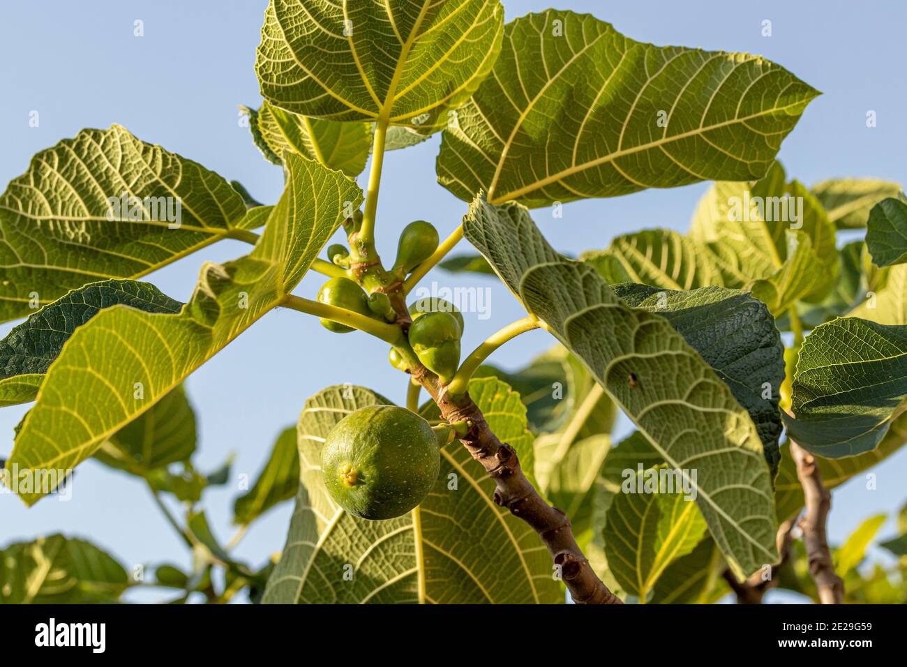 Fig plant harvesting hi-res stock photography and images - Alamy
