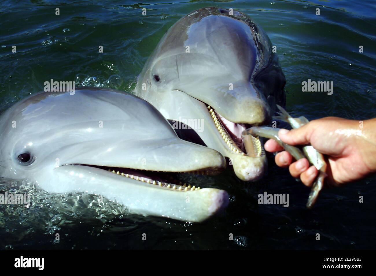 Dolphin Open Mouth High Resolution Stock Photography and Images - Alamy