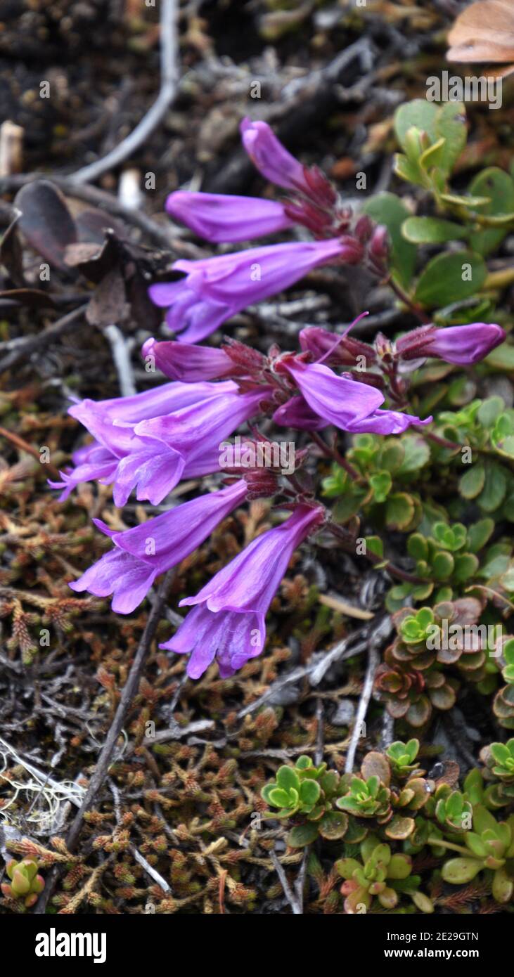 Mount Moriarty, Vancouver Island, British Columbia Stock Photo - Alamy