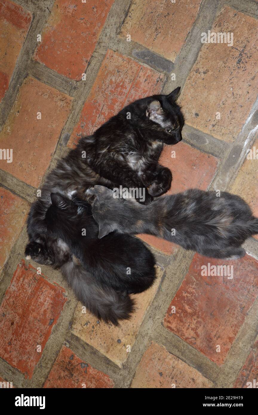 Brood kittens hi-res stock photography and images - Alamy