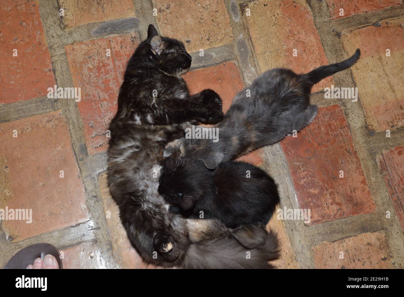 Kittens brood feeding by a mother cat Stock Photo - Alamy