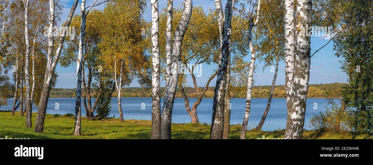 birch forest on the river bank. Belarus Stock Photo - Alamy