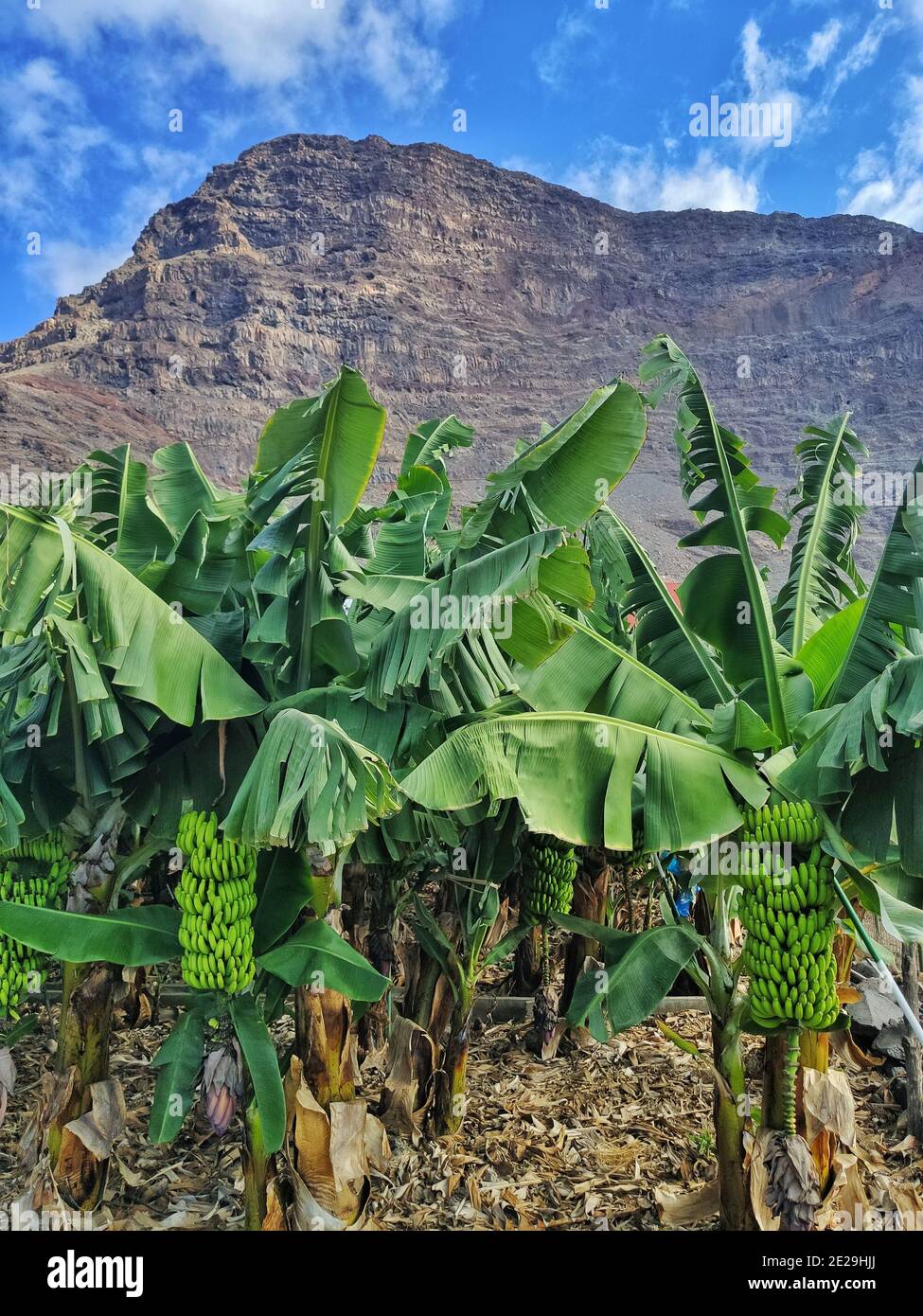 Vertical shot of banana plantation Stock Photo - Alamy