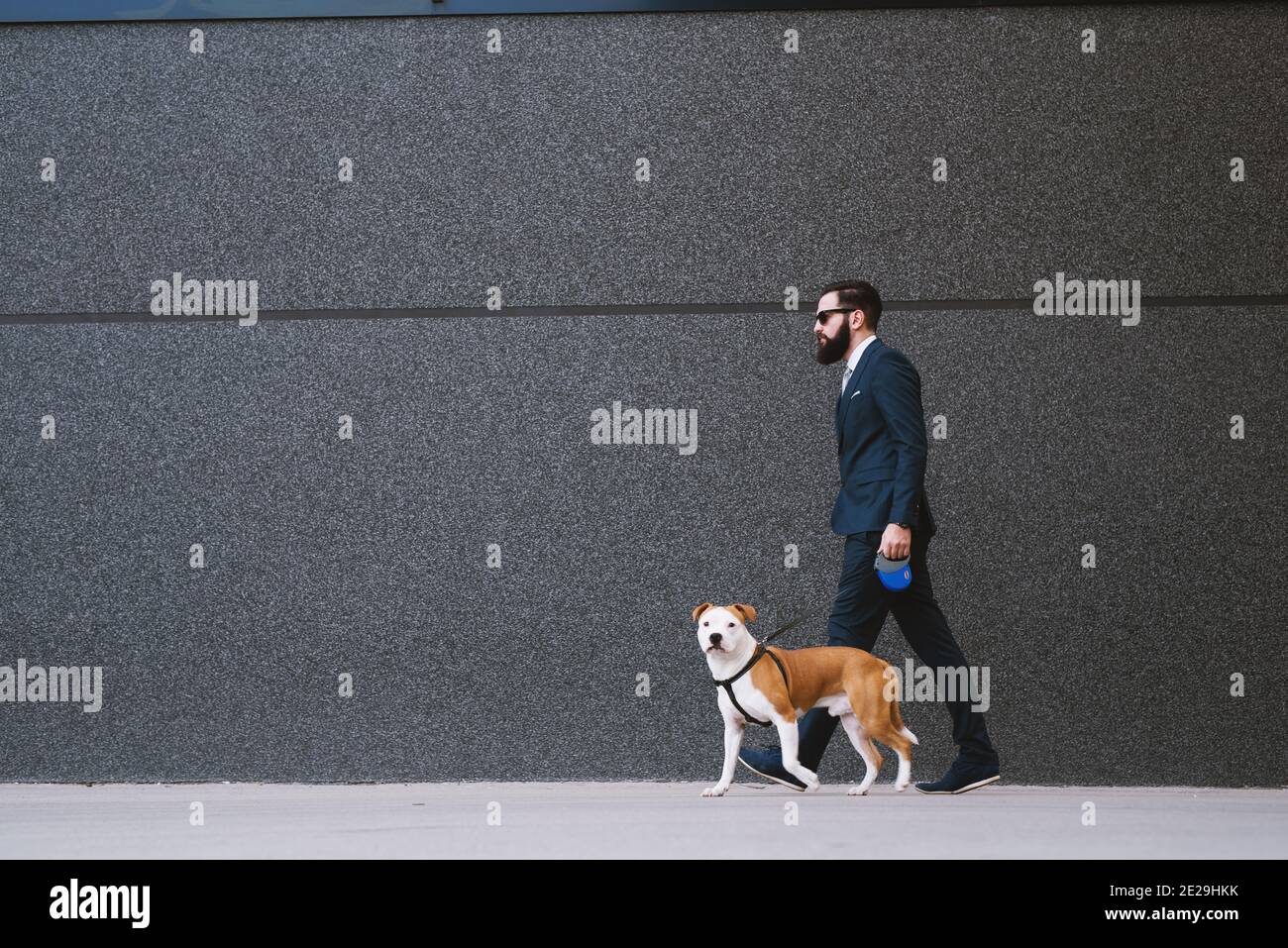 Businessman walking dog at street. Best friends walking. Handsome ...