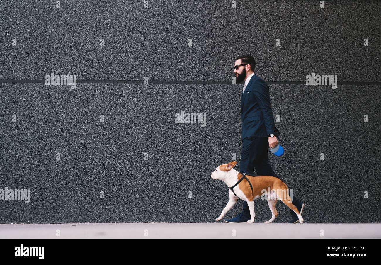 Businessman walking dog at street. Best friends walking. Handsome ...