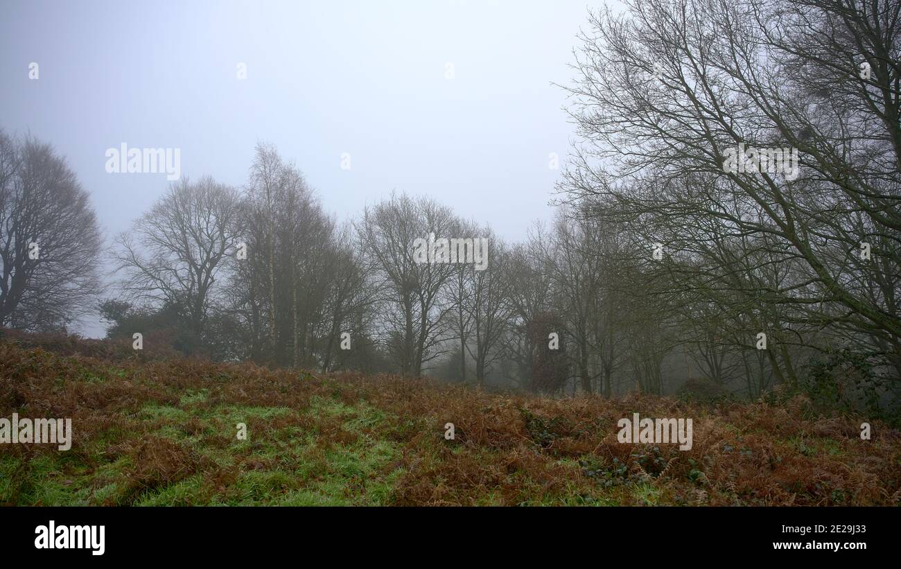 Mist in a woodland Stock Photo - Alamy