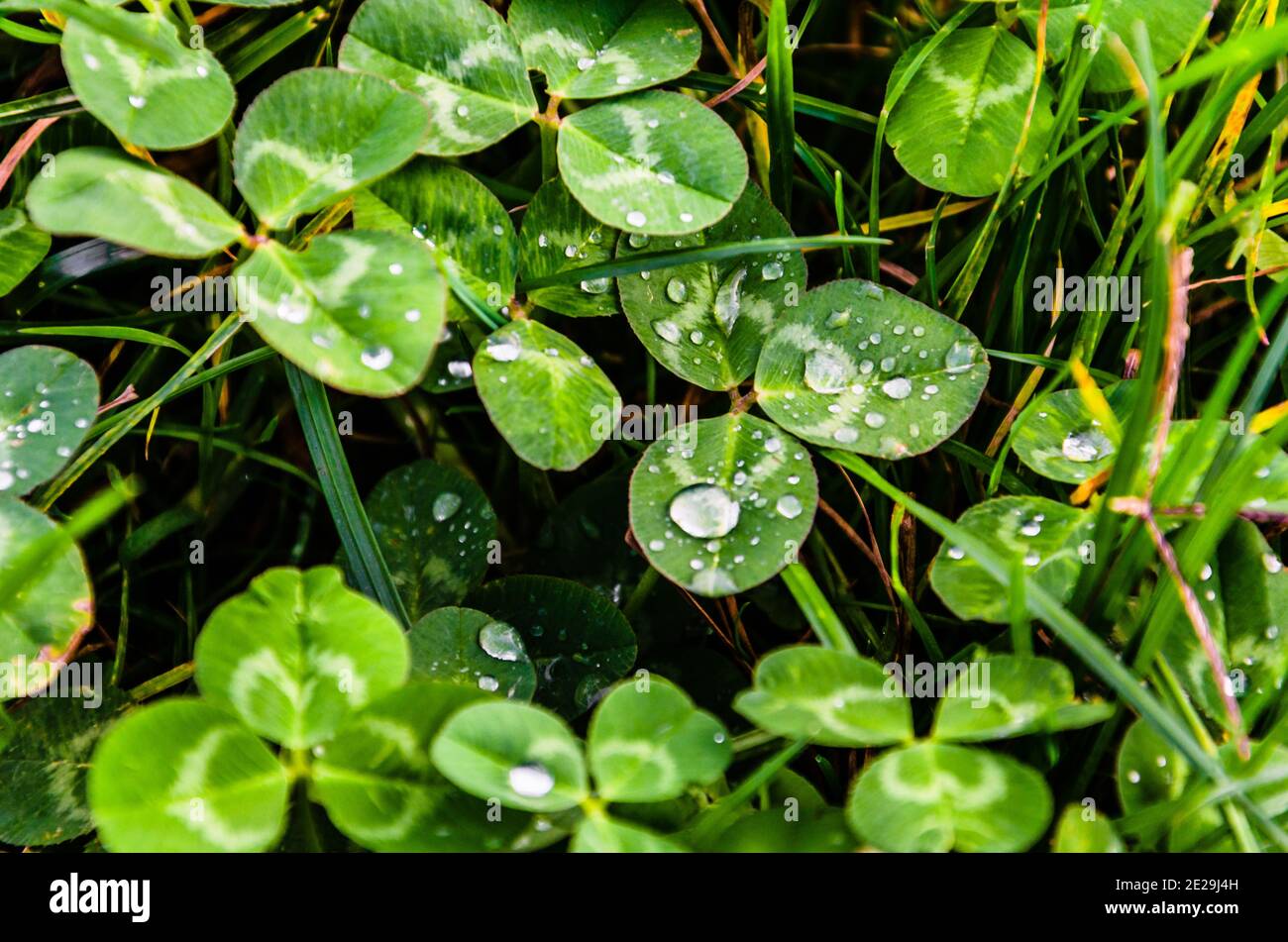 Top view of a green plant with morning dew Stock Photo - Alamy