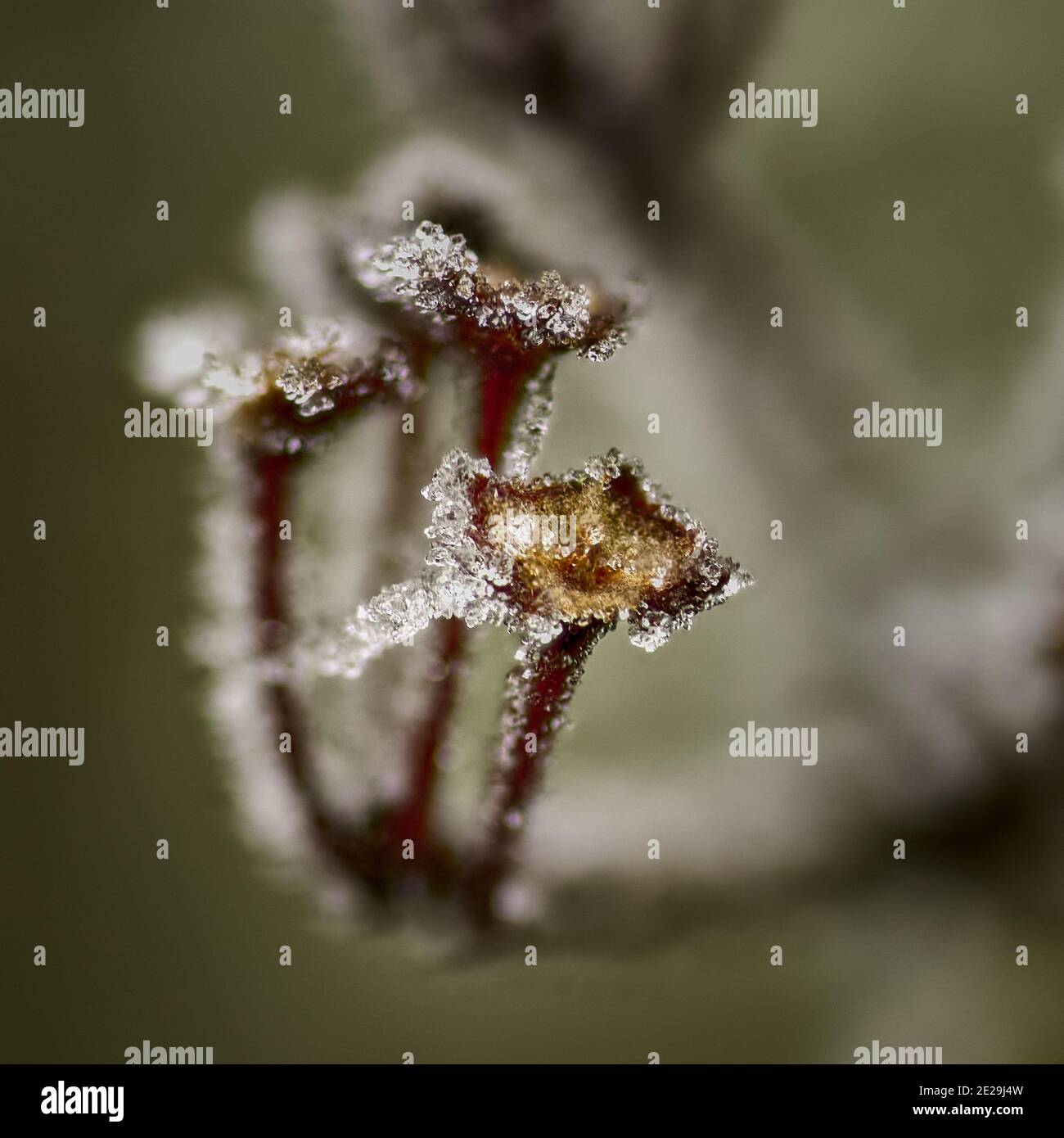 Frost on plants hi-res stock photography and images - Alamy
