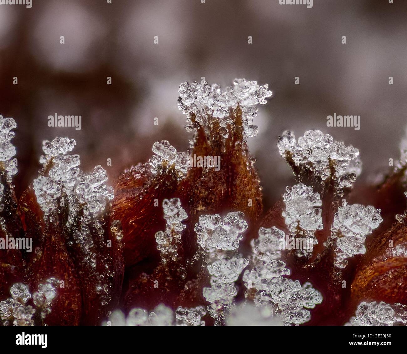 Frost on plants hi-res stock photography and images - Alamy