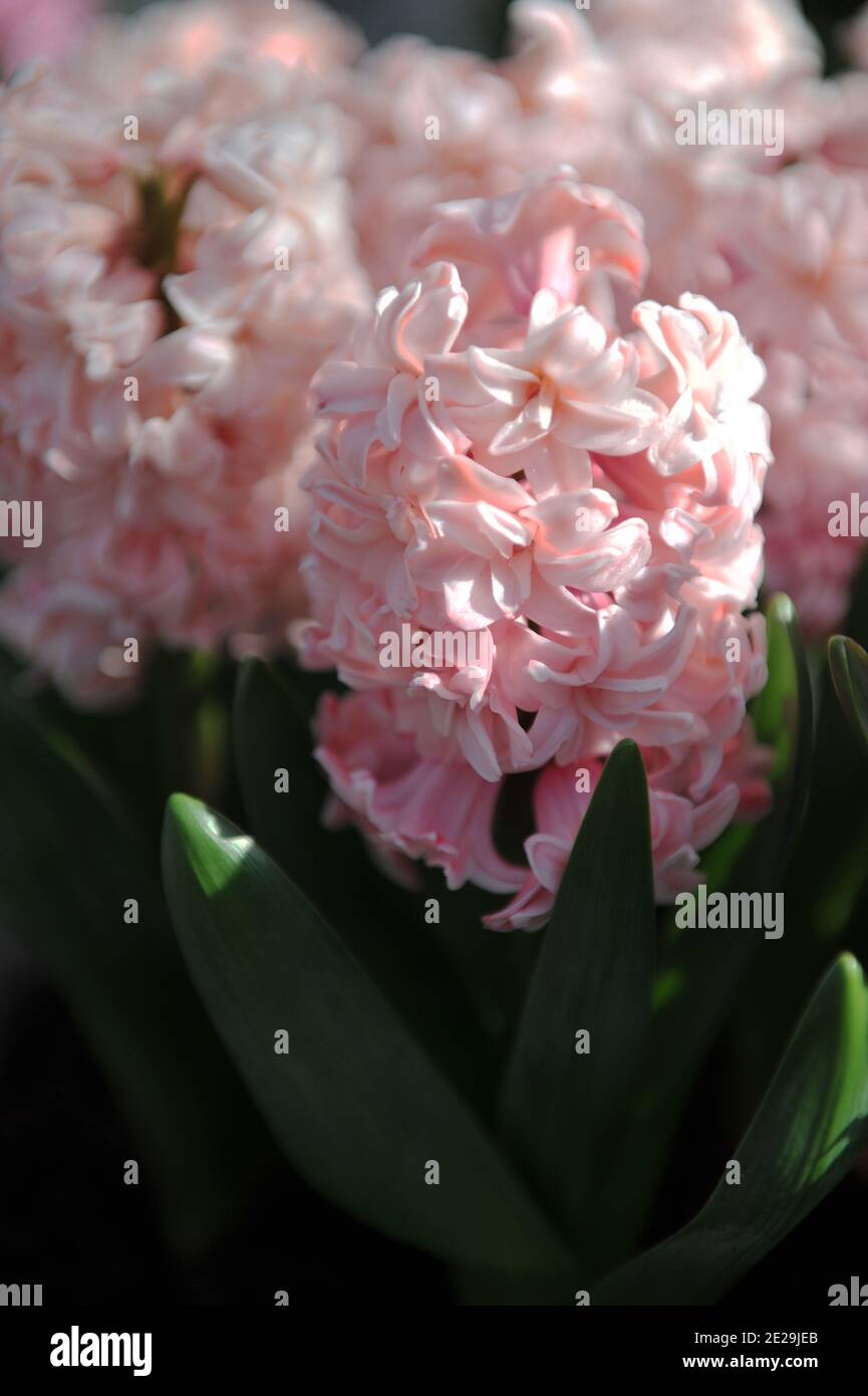 Prince hyacinthus hi-res stock photography and images - Alamy