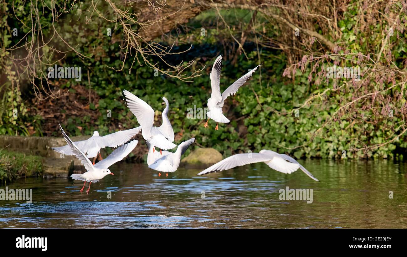 Ditchling hi-res stock photography and images - Alamy