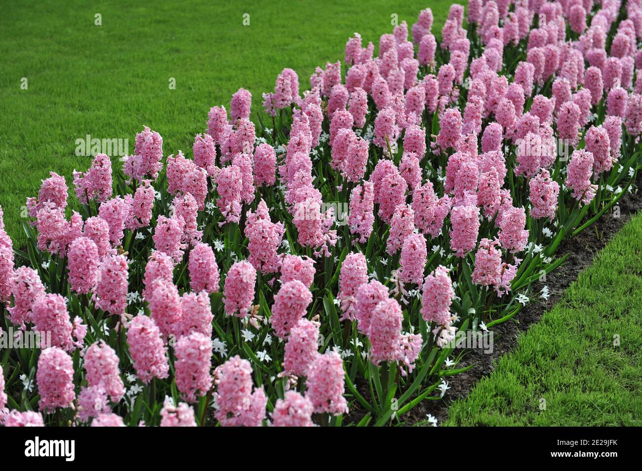 Pink hyacinth (Hyacinthus orientalis) Fondant blooms in a garden in April Stock Photo - Alamy