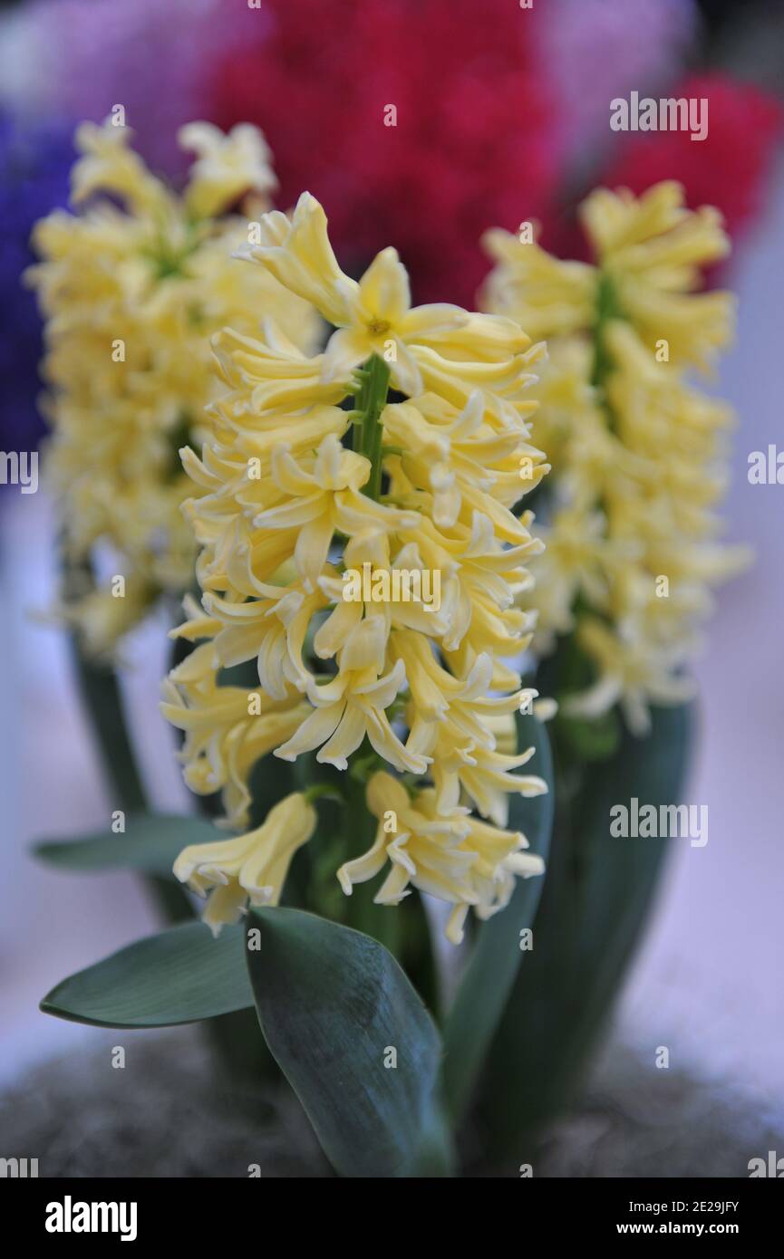 Yellow hyacinth (Hyacinthus orientalis) blooms in a pot in a garden in ...