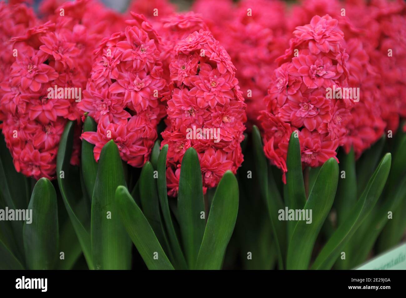 Double red hyacinth (Hyacinthus orientalis) Hollyhock blooms on an ...