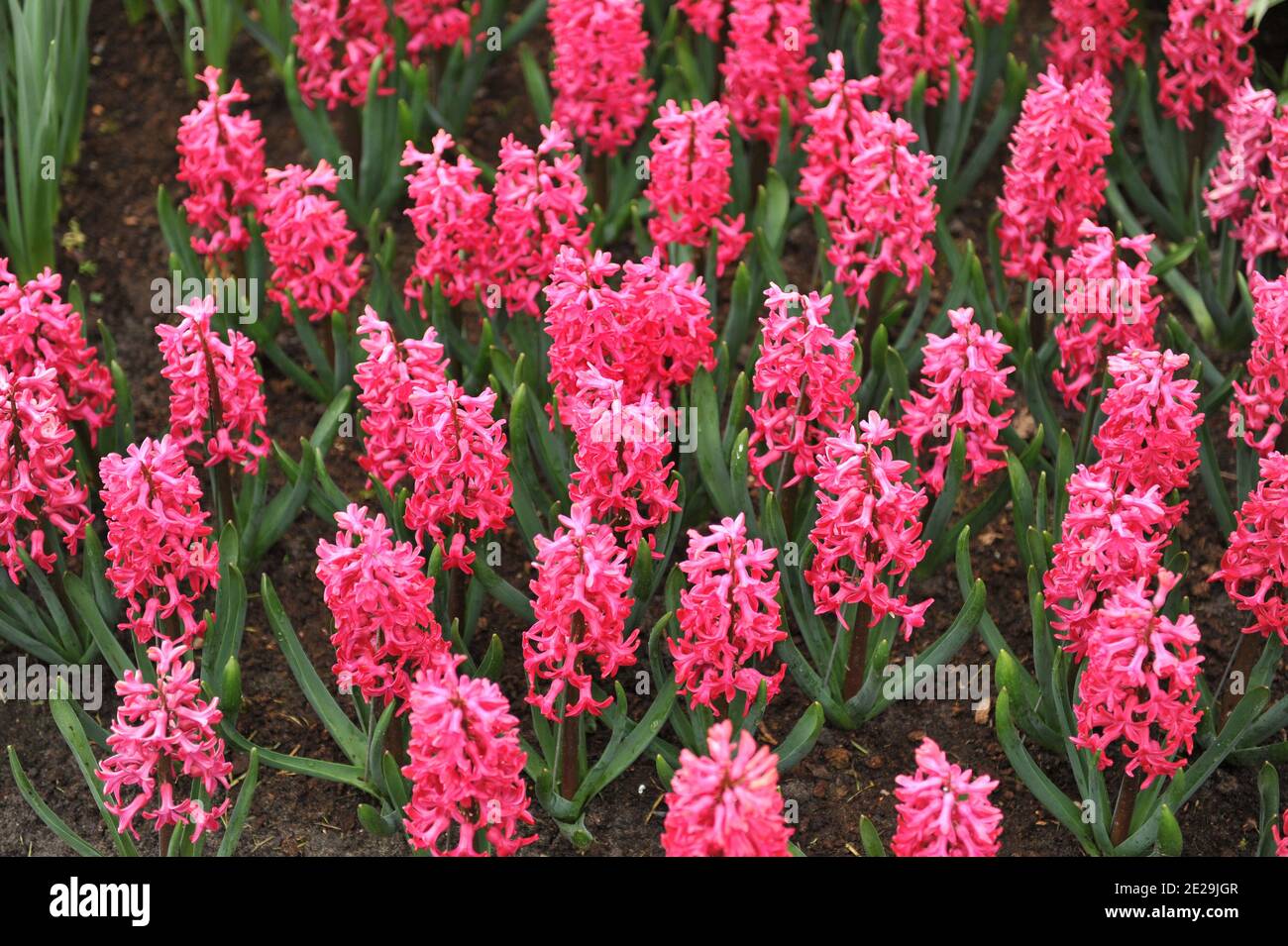 Hyacinthus orientalis 'jan bos’ hi-res stock photography and images - Alamy