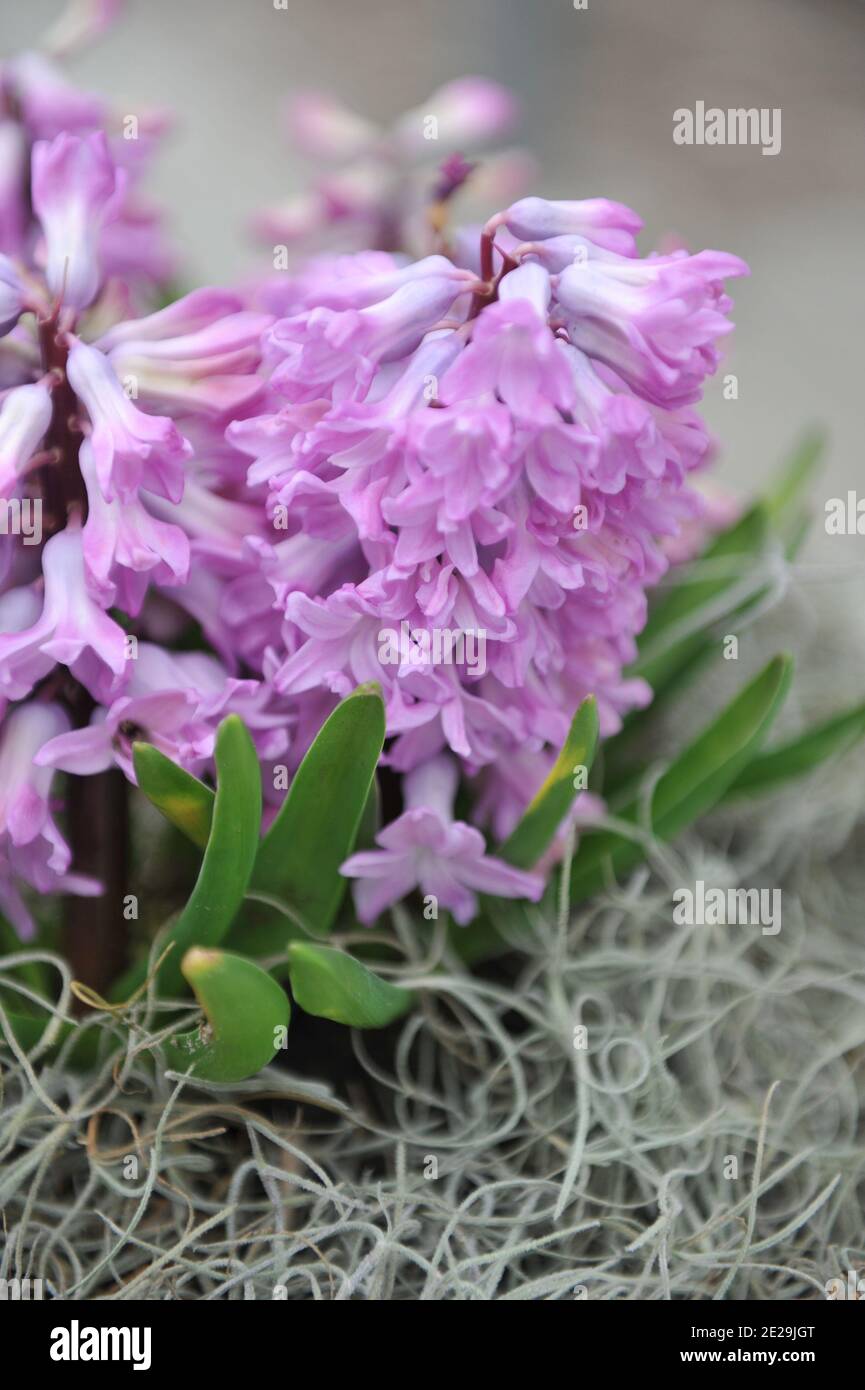 Lila ash hi-res stock photography and images - Alamy