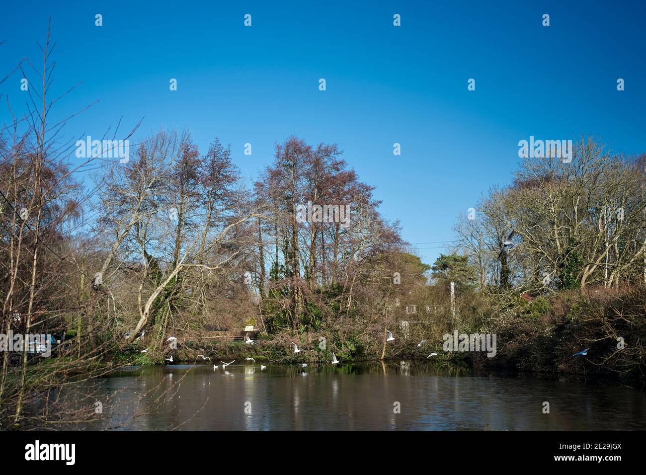 Ditchling pond hi-res stock photography and images - Alamy