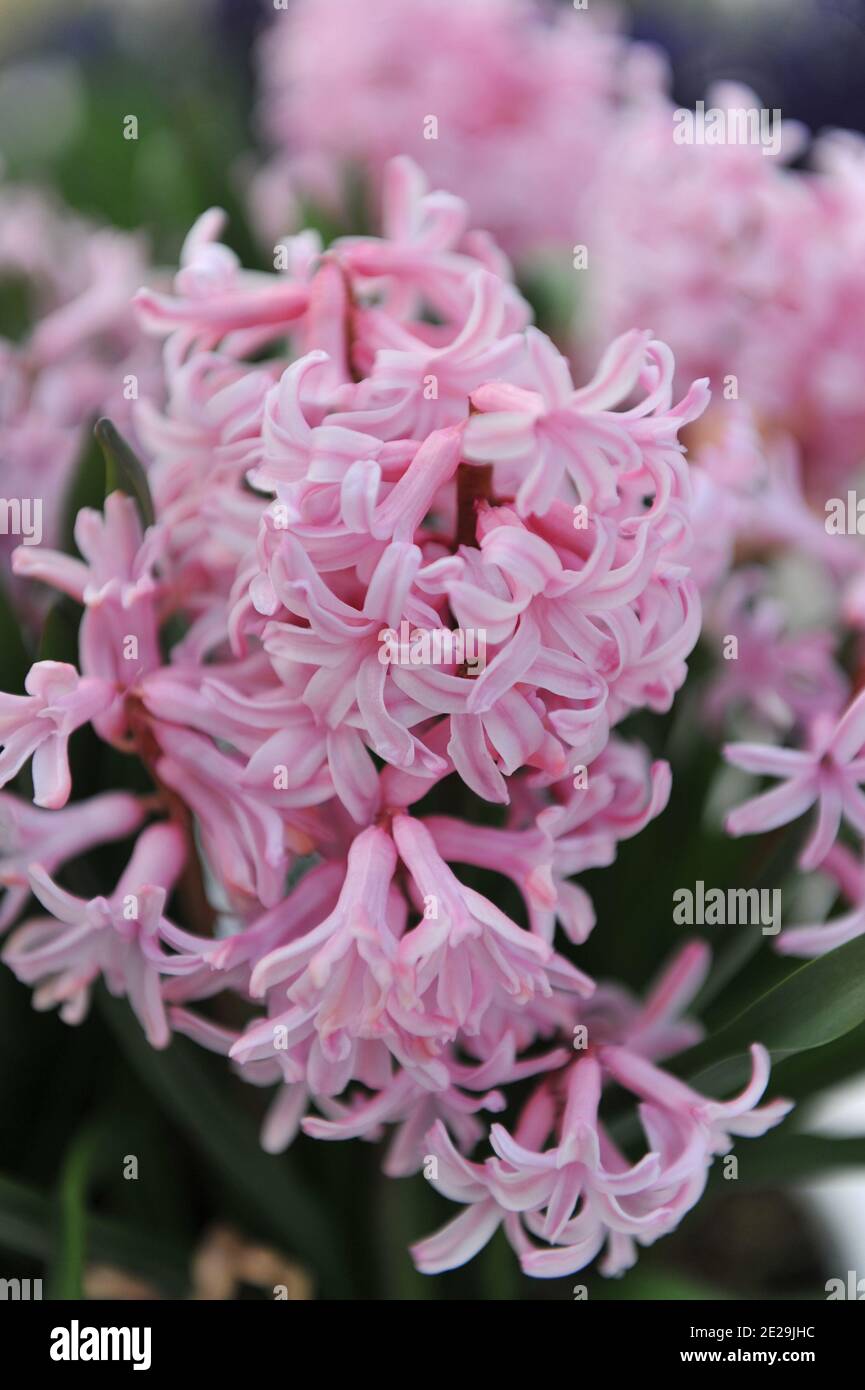 Hyacinthus orientalis multiflora white hi-res stock photography and ...