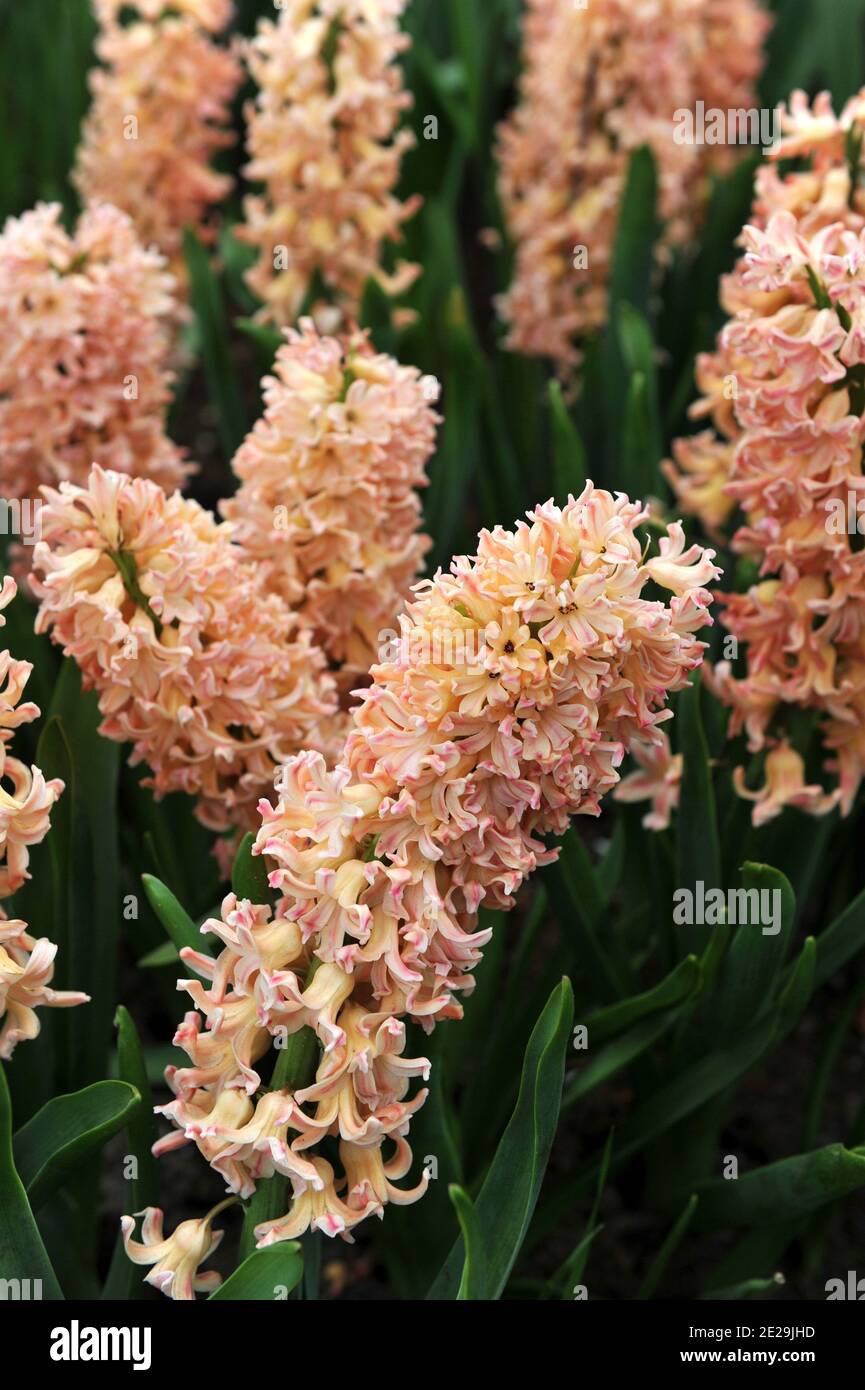 Orange-pink hyacinth (Hyacinthus orientalis) Odysseus blooms in a ...