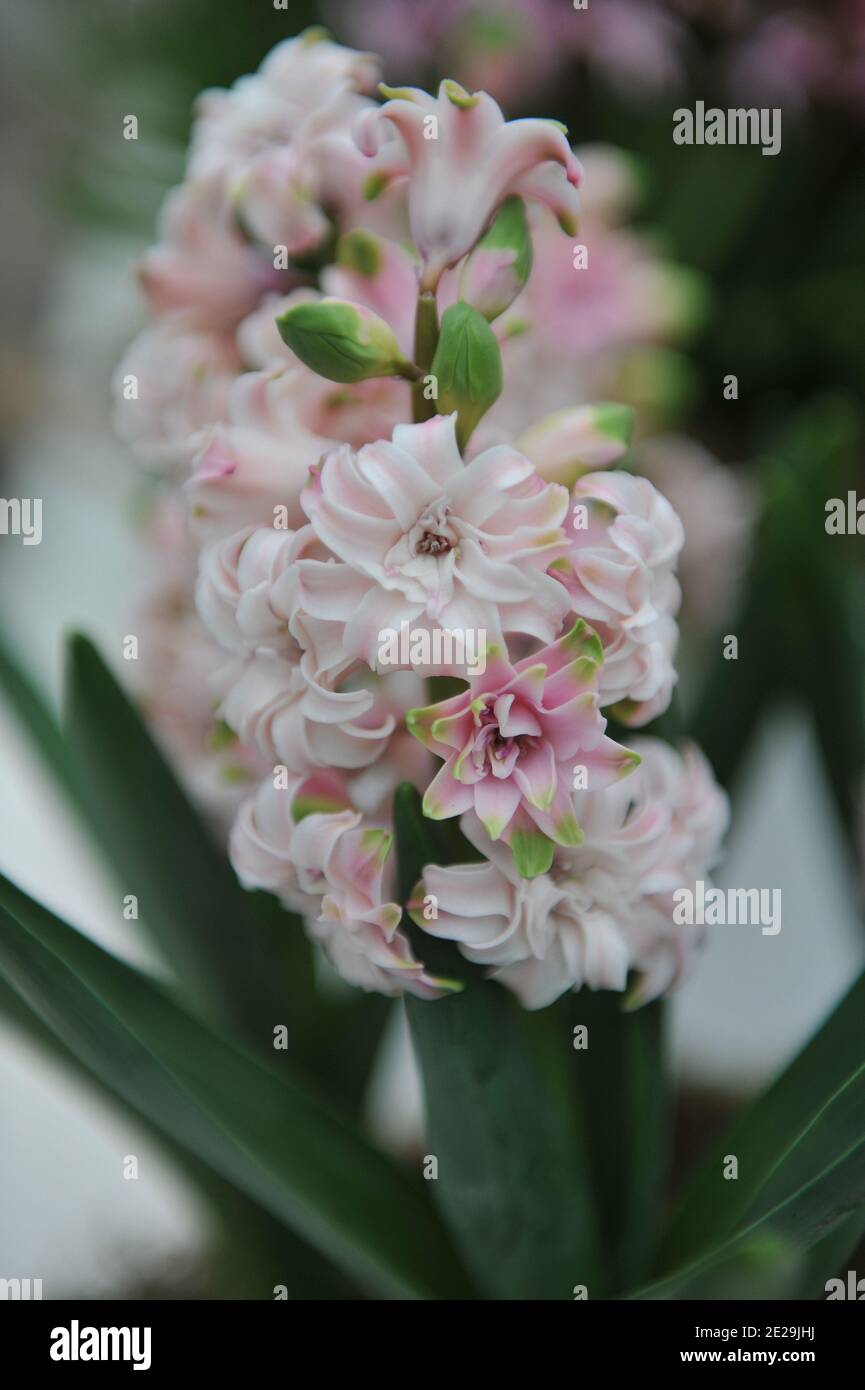 Double pink hyacinth (Hyacinthus orientalis) blooms in a garden in ...