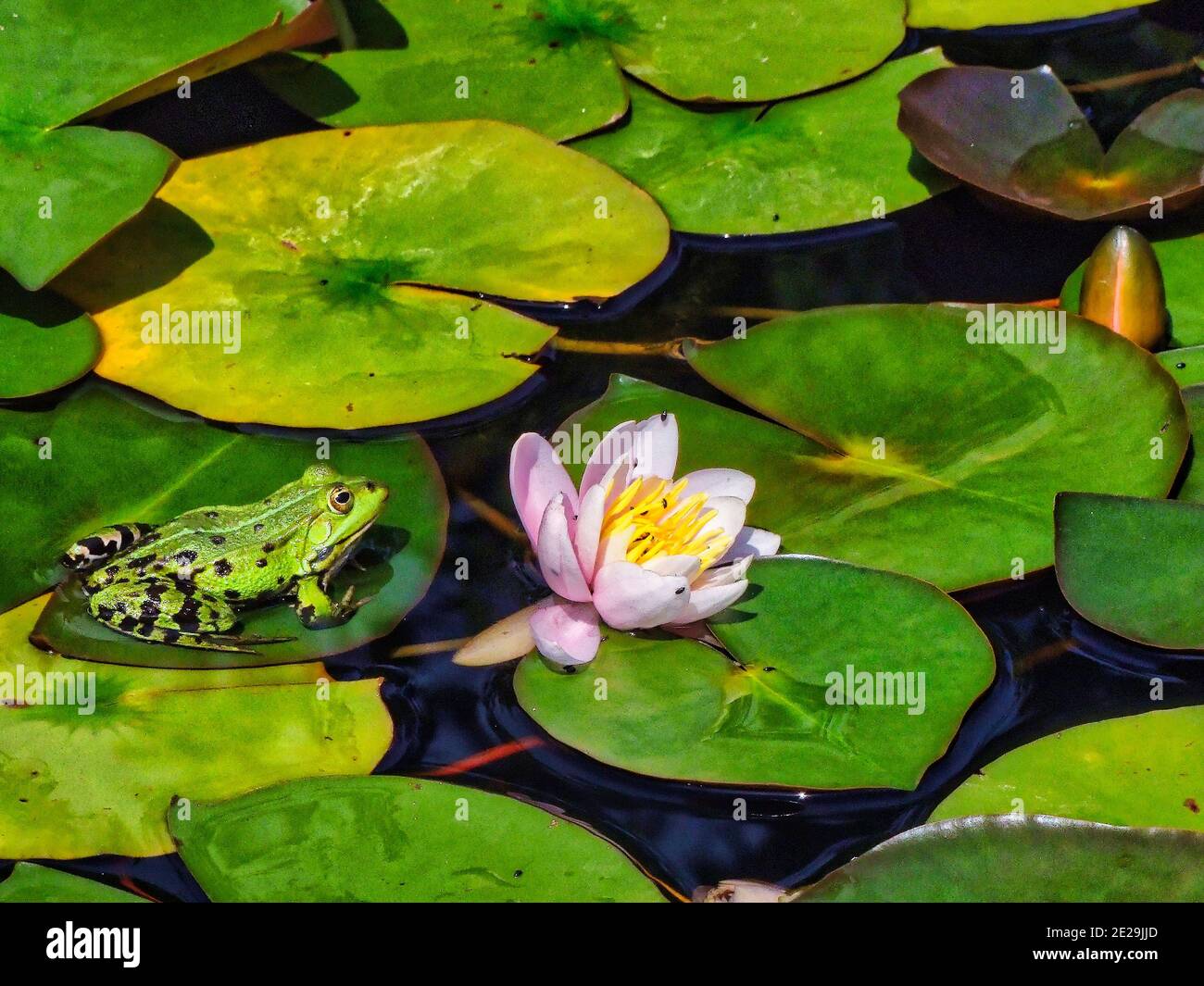 Closeup shot of lotus and frog on the pond Stock Photo - Alamy