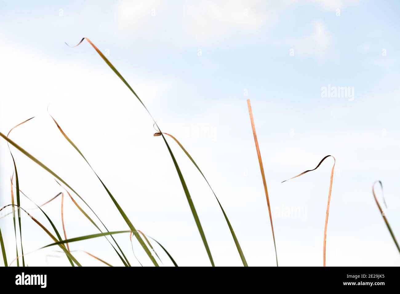 Tall coastal grass waving on wind over blurred blue sky background ...