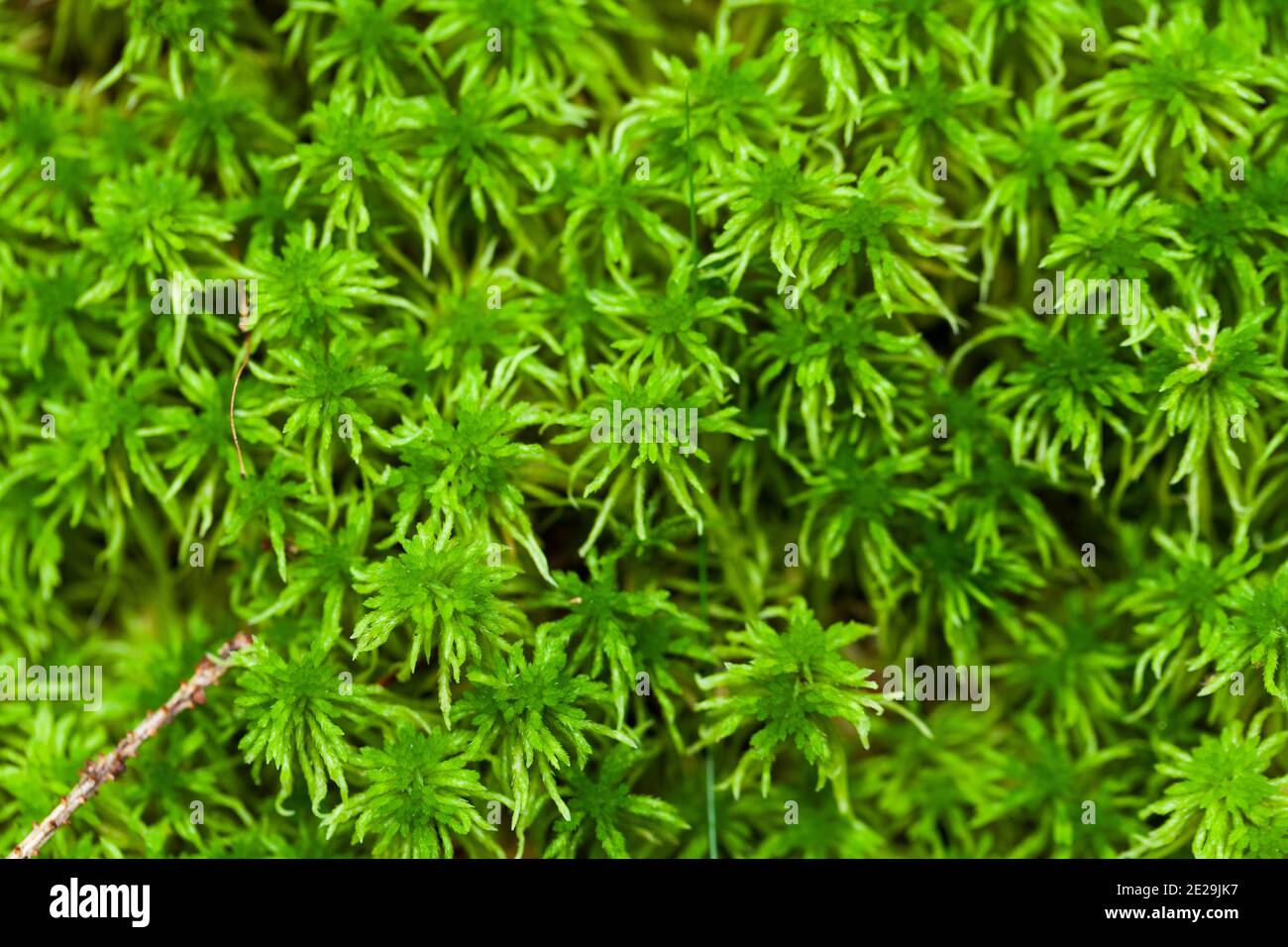 Natural forest texture hi-res stock photography and images - Alamy