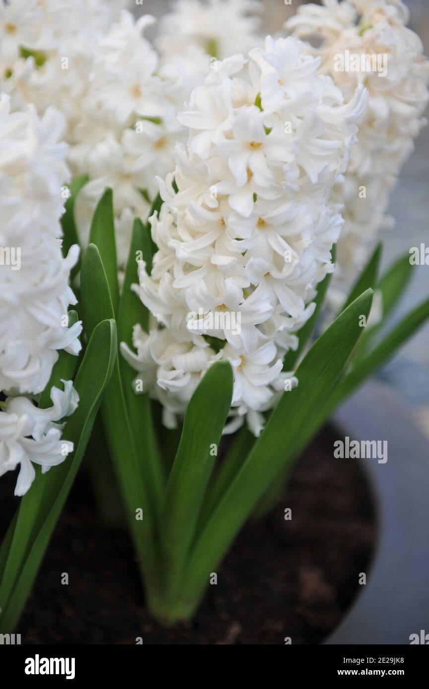 White hyacinth (Hyacinthus orientalis) Aiolos blooms in a garden in ...