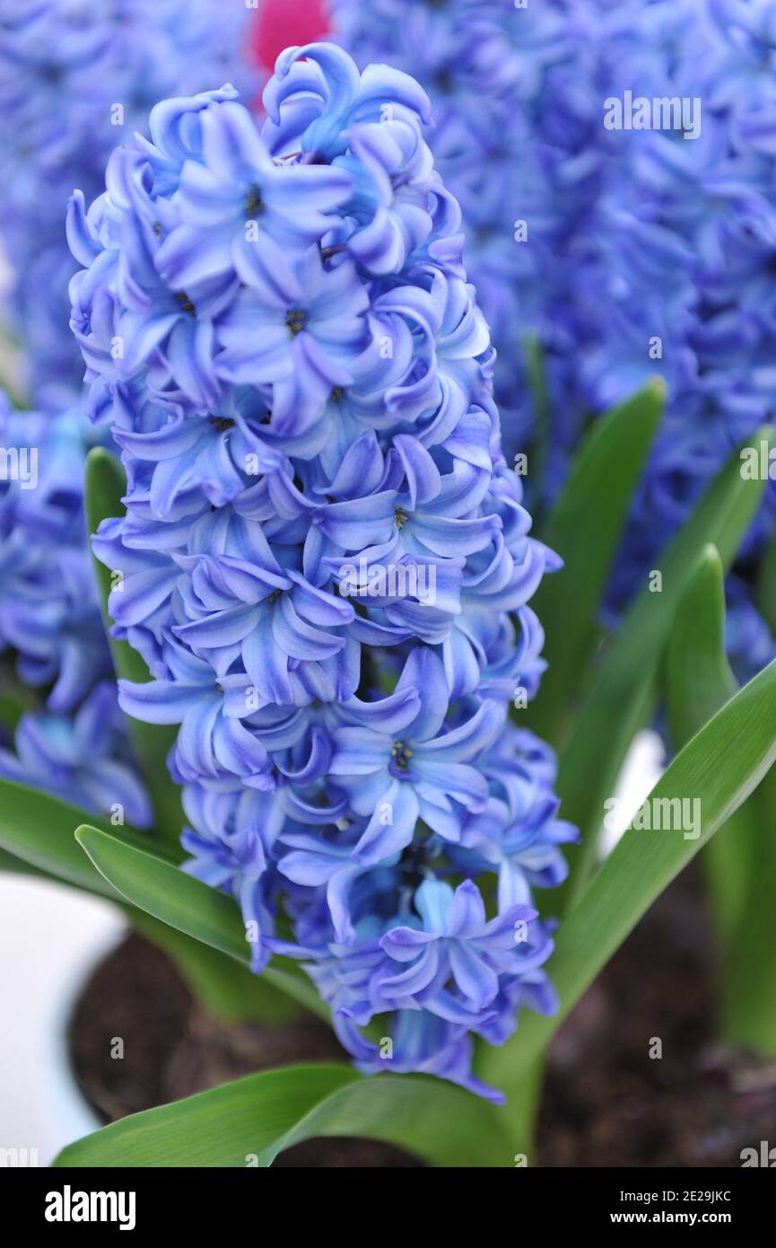 Blue hyacinth (Hyacinthus orientalis) Aqua blooms in a pot in a garden ...