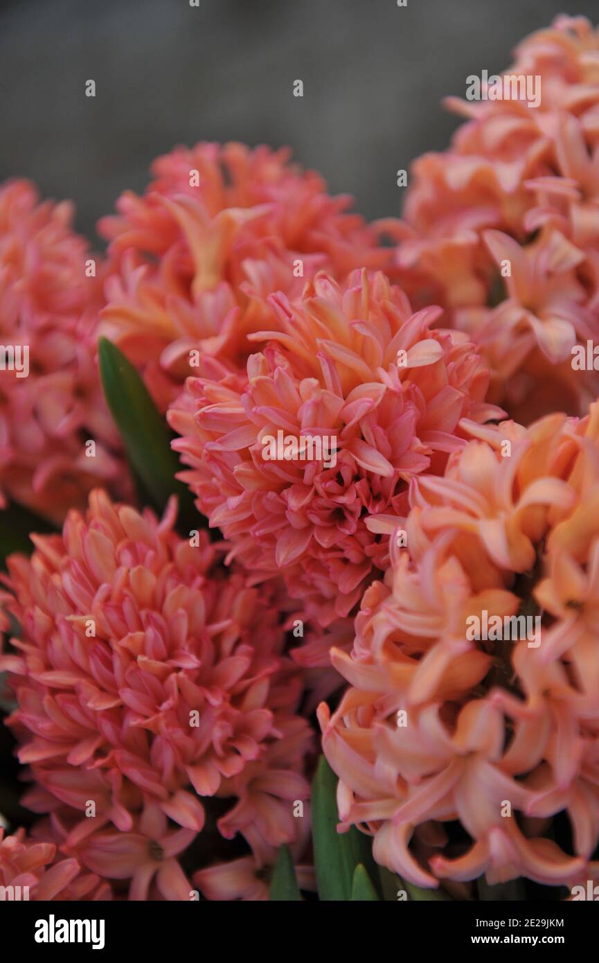Hyacinthus bestseller hi-res stock photography and images - Alamy