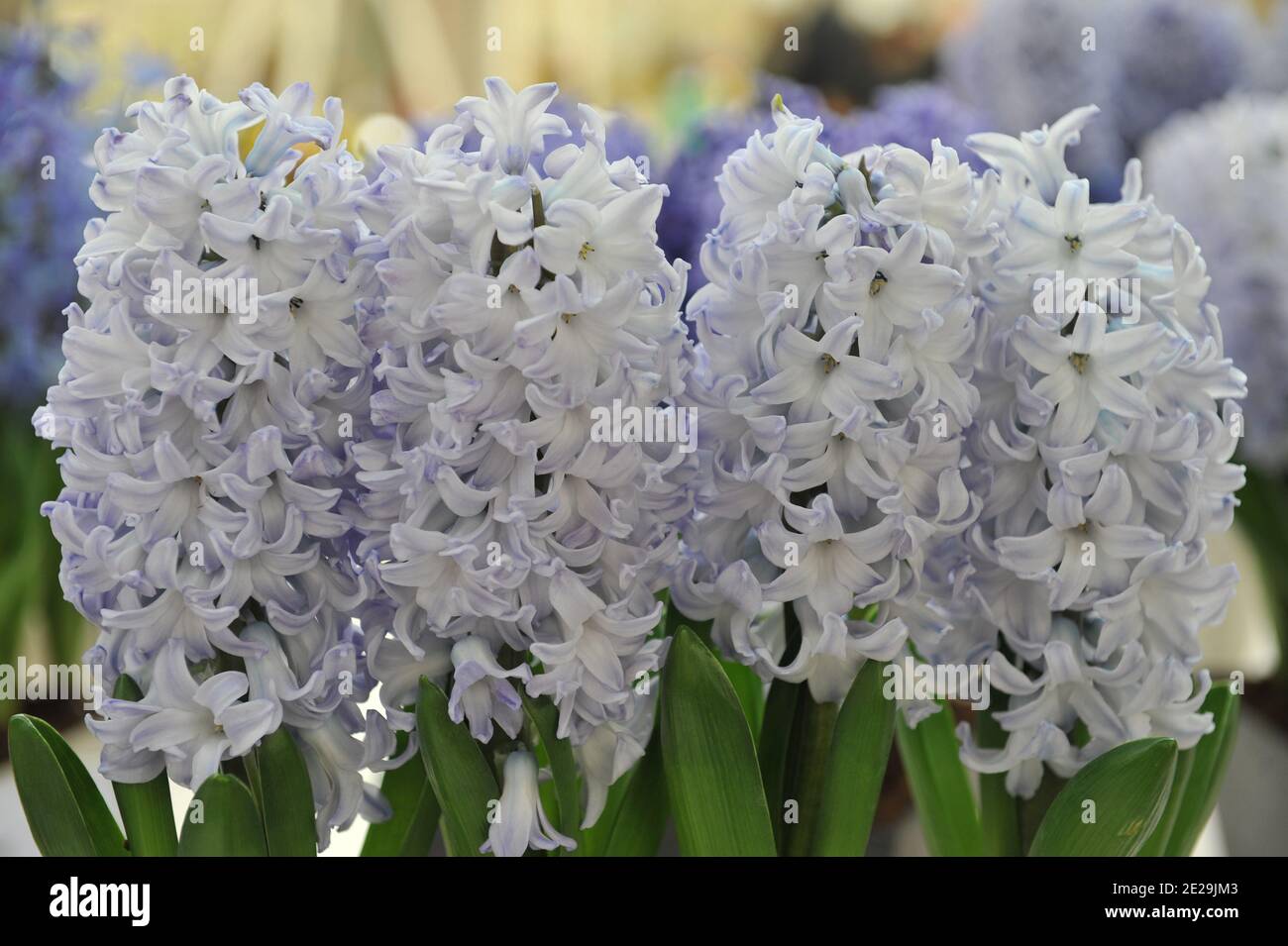 Light blue hyacinth (Hyacinthus orientalis) Blue Eyes blooms in a ...
