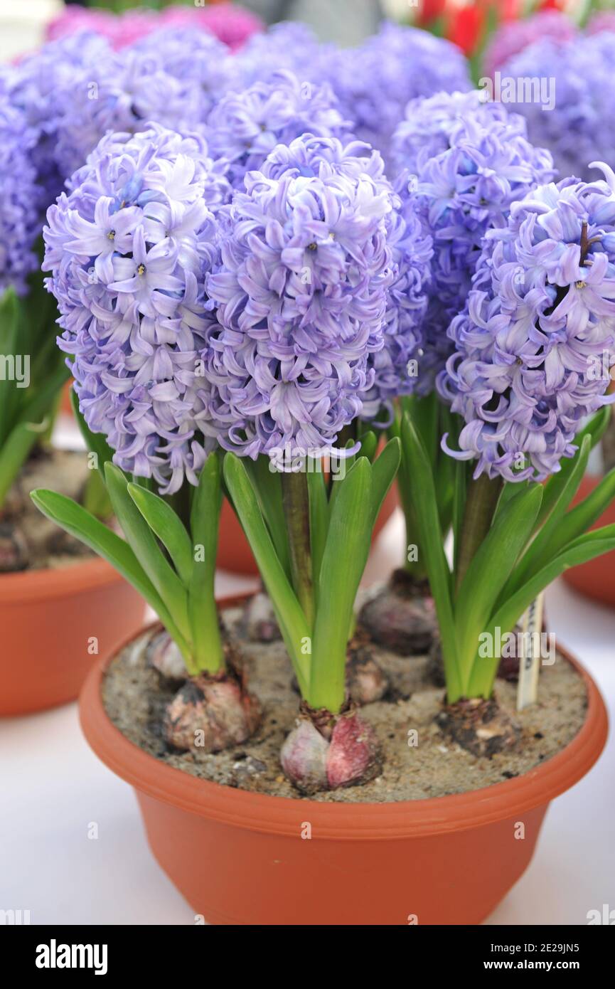 Violet-blue hyacinth (Hyacinthus orientalis) Chicago blooms in a pot in ...