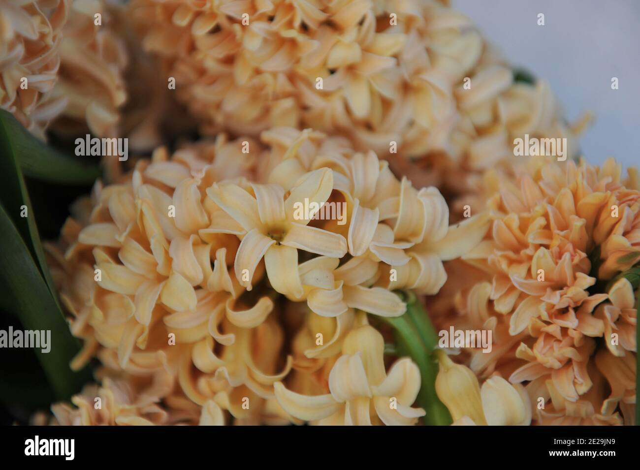 Orange hyacinth hi-res stock photography and images - Alamy