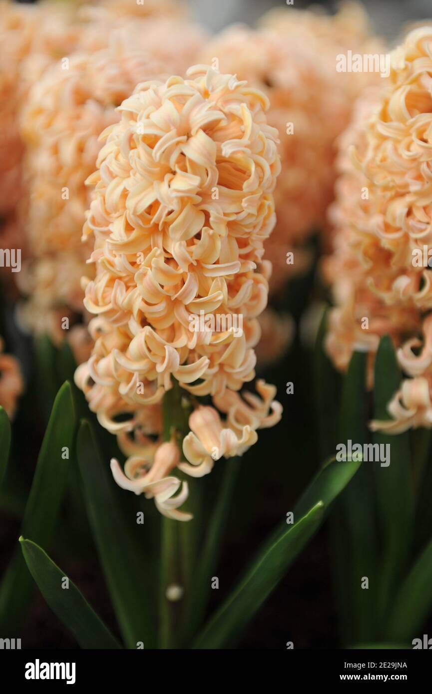 Orange hyacinth (Hyacinthus orientalis) Firelight blooms in a garden in ...