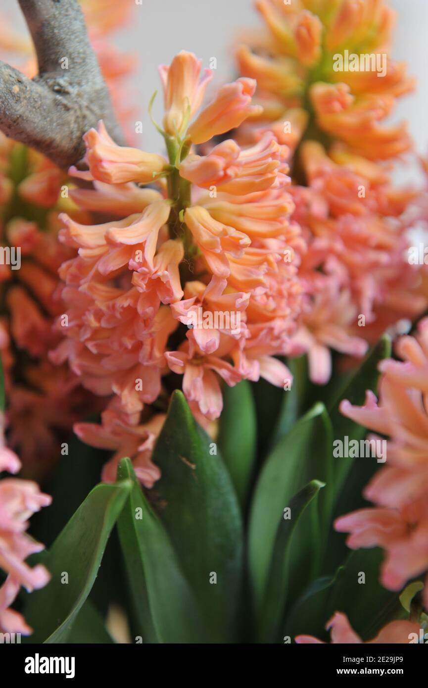 Coral-pink hyacinth (Hyacinthus orientalis) Gypsy Queen blooms in a ...