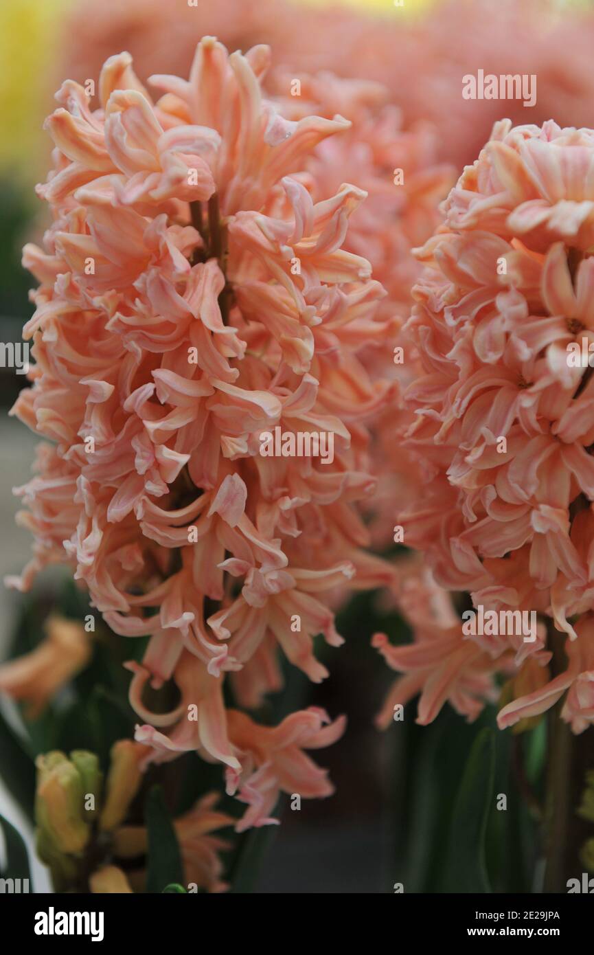 Coral-pink hyacinth (Hyacinthus orientalis) Gypsy Queen blooms in a ...