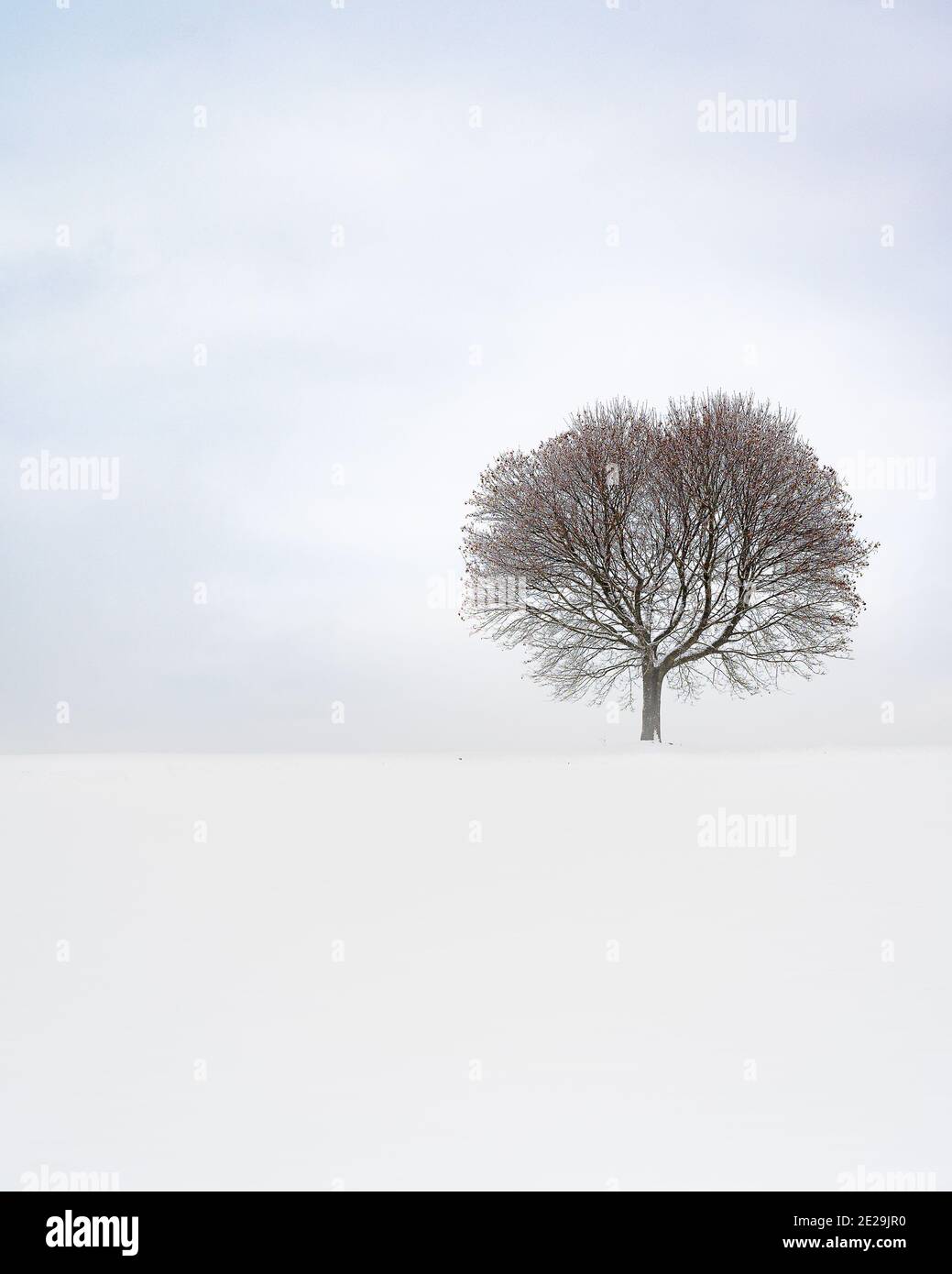 Isolated shot of the withered tree during the winter season Stock Photo ...