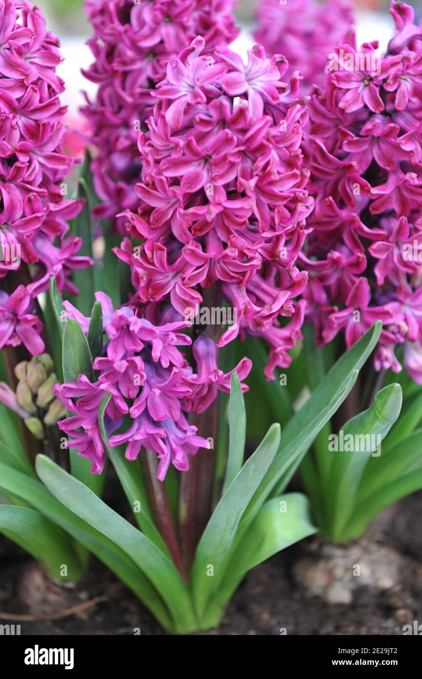 Pink hyacinth (Hyacinthus orientalis) blooms in a garden in April Stock ...